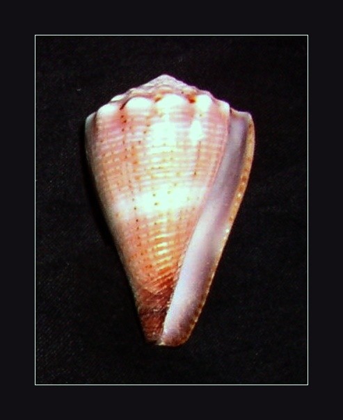 Conus biliosus (Conus biliosus) - Picture Fish