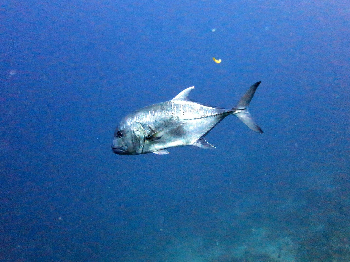 Jurel gigante (Caranx ignobilis) - Picture Fish