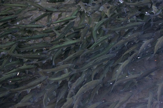 Tribolodon hakonensis (Tribolodon hakonensis) - Picture Fish