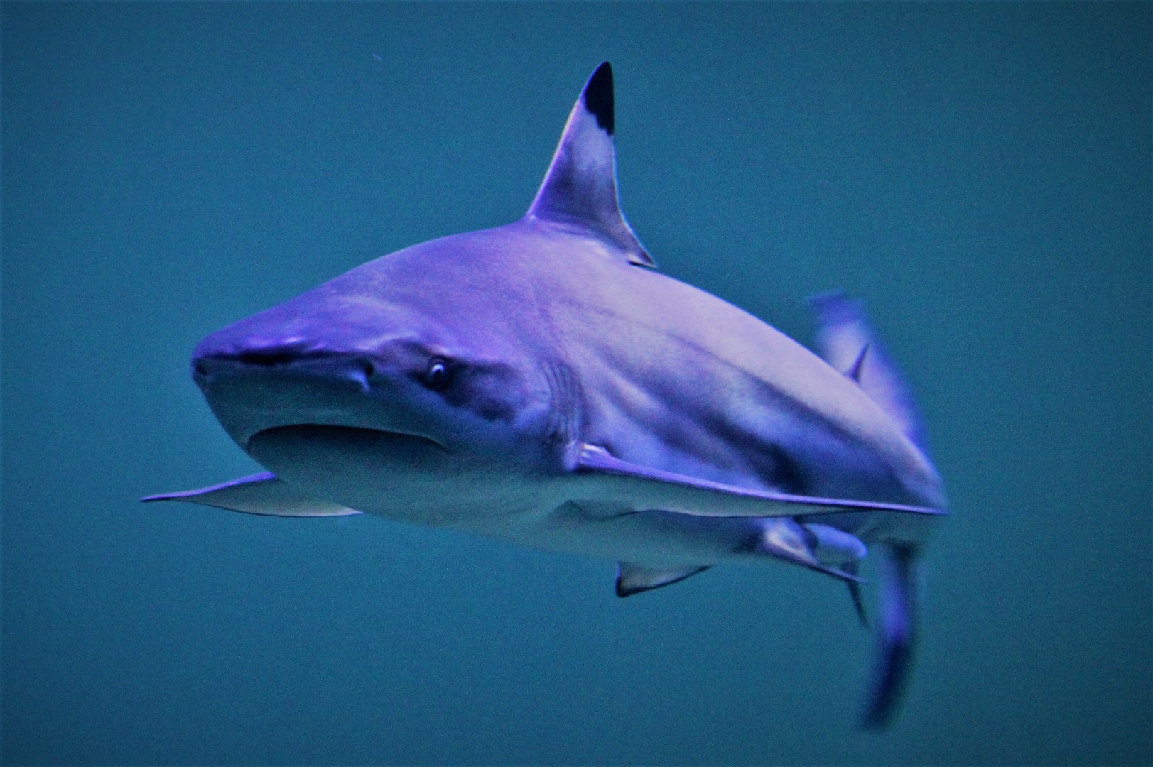 Tiburón de puntas negras (Carcharhinus melanopterus) - Picture Fish