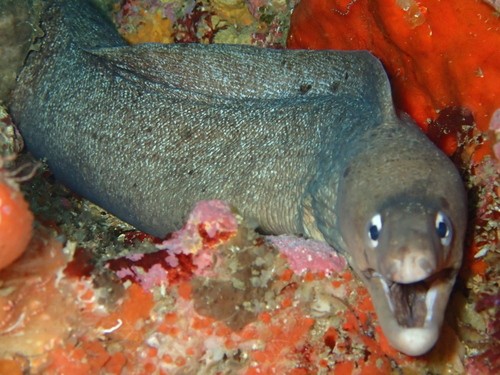 Gymnothorax (Gymnothorax) - Picture Fish
