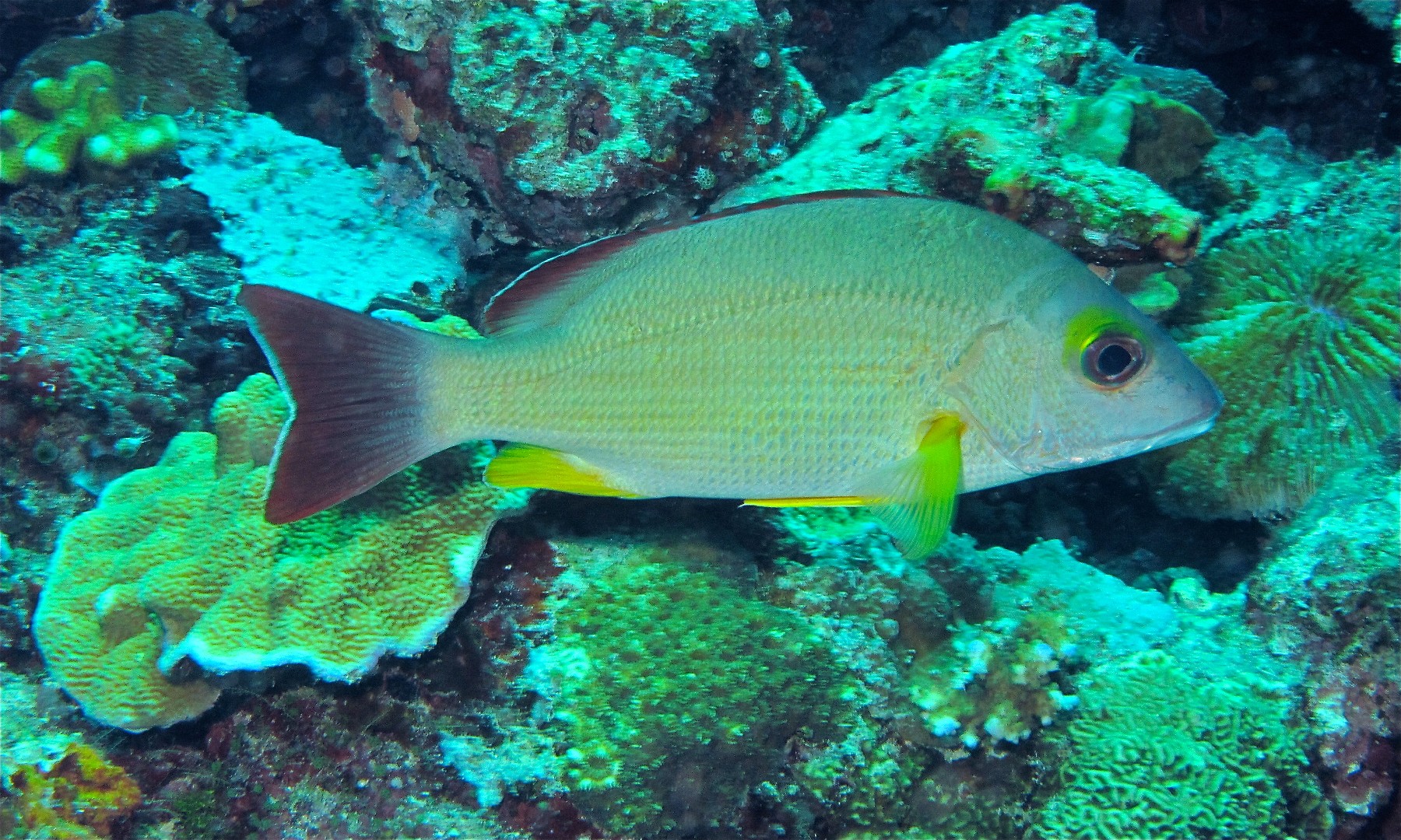 Pargo rabo negro (Lutjanus fulvus) - Picture Fish