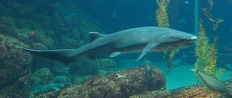 Tiburón pinto (Notorynchus) - Picture Fish