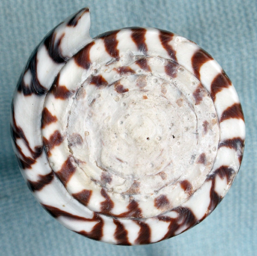 Conus litteratus (Conus litteratus) - Picture Fish