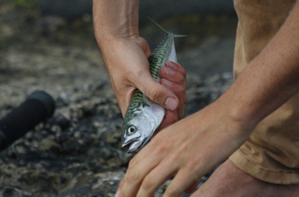 Caballa (Scomber scombrus) - Picture Fish