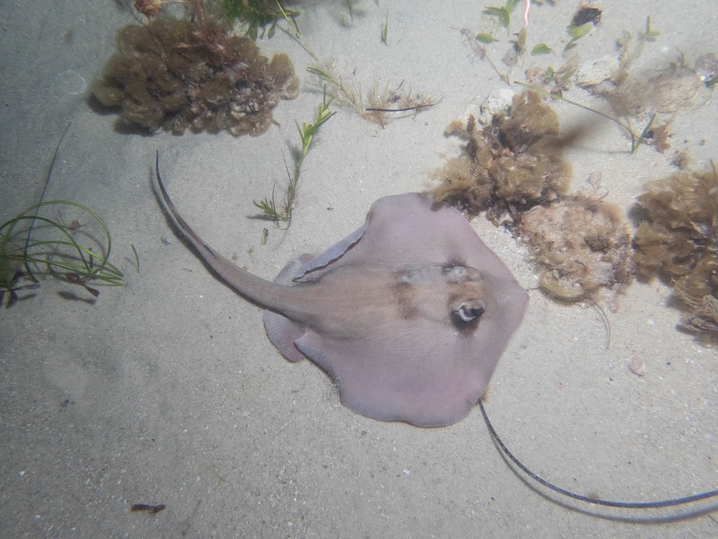 Trygonoptera (Trygonoptera) - Picture Fish