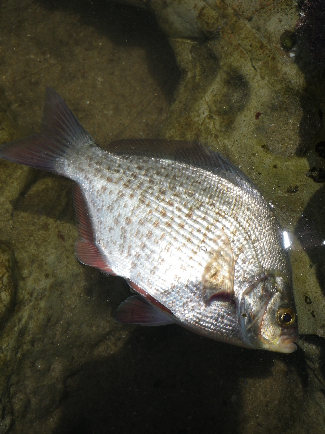 Amphistichus (Amphistichus) - Picture Fish