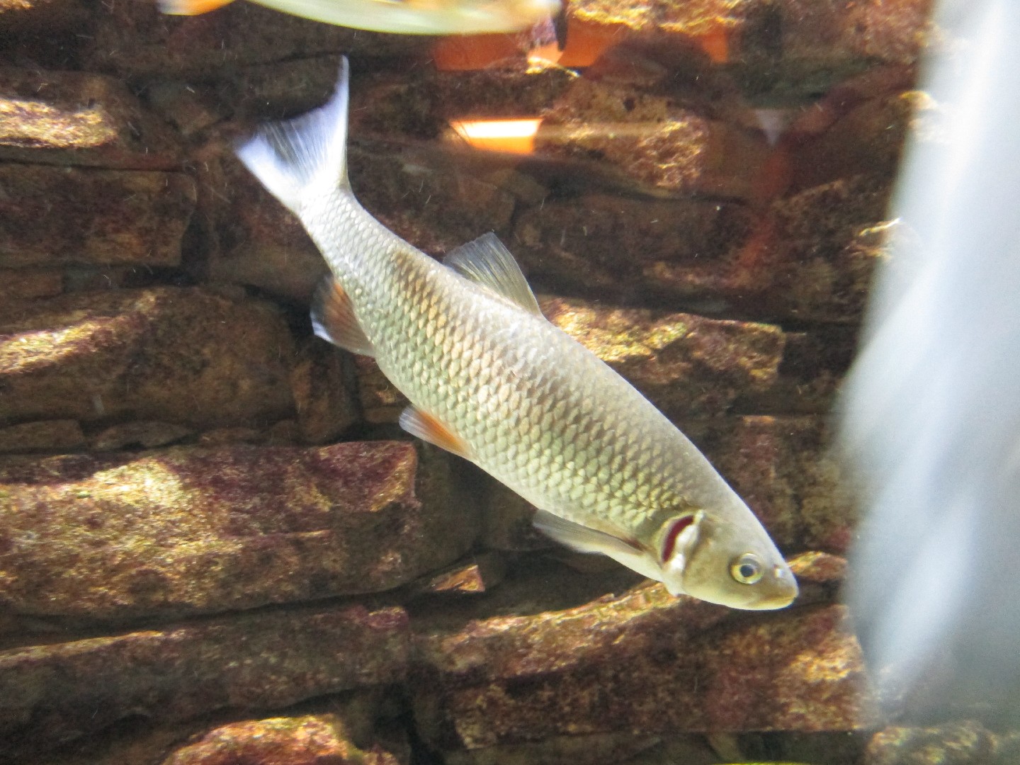 Cacho (Squalius cephalus) - Picture Fish