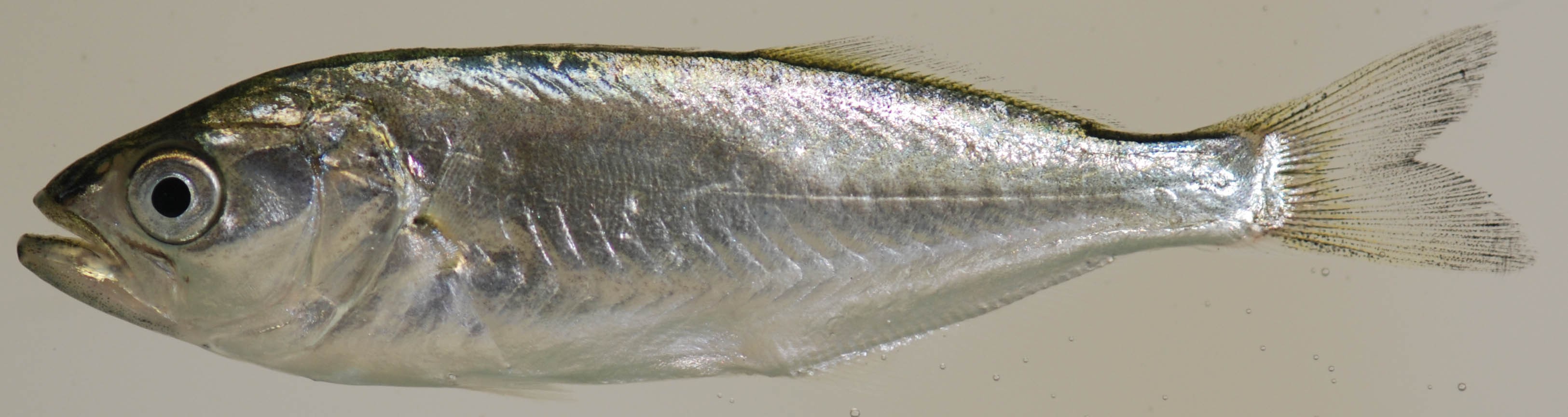 Anjova (Pomatomus saltatrix) - Picture Fish