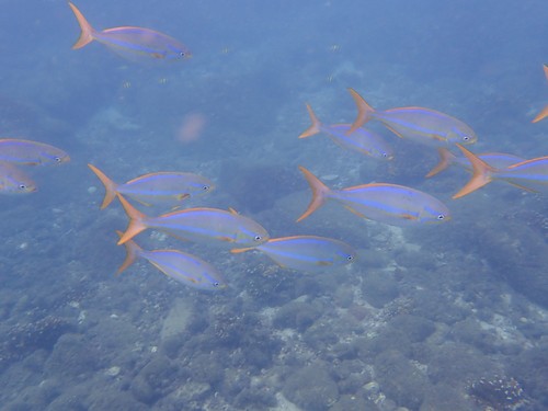 Kyphosus (Kyphosus) - Picture Fish