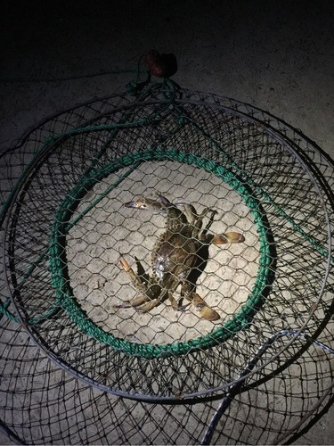 Portunus (Portunus) - Picture Fish