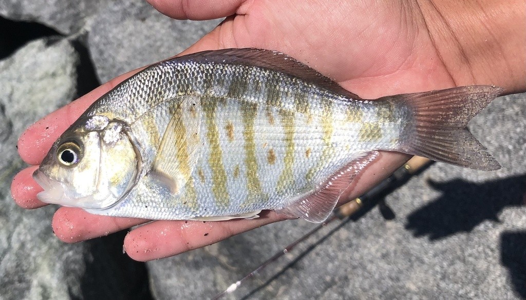 Amphistichus (Amphistichus) - Picture Fish