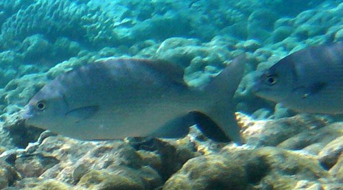Kyphosus (Kyphosus) - Picture Fish