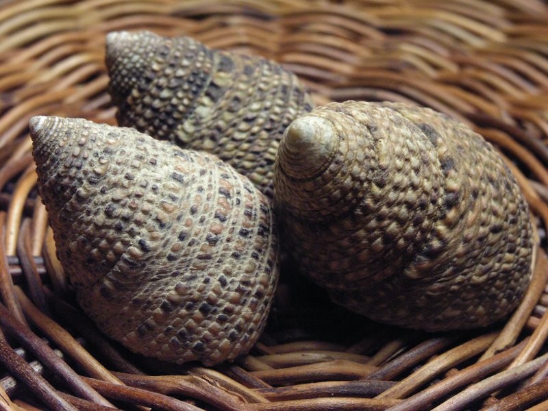 Monodonta (Monodonta) - Picture Fish