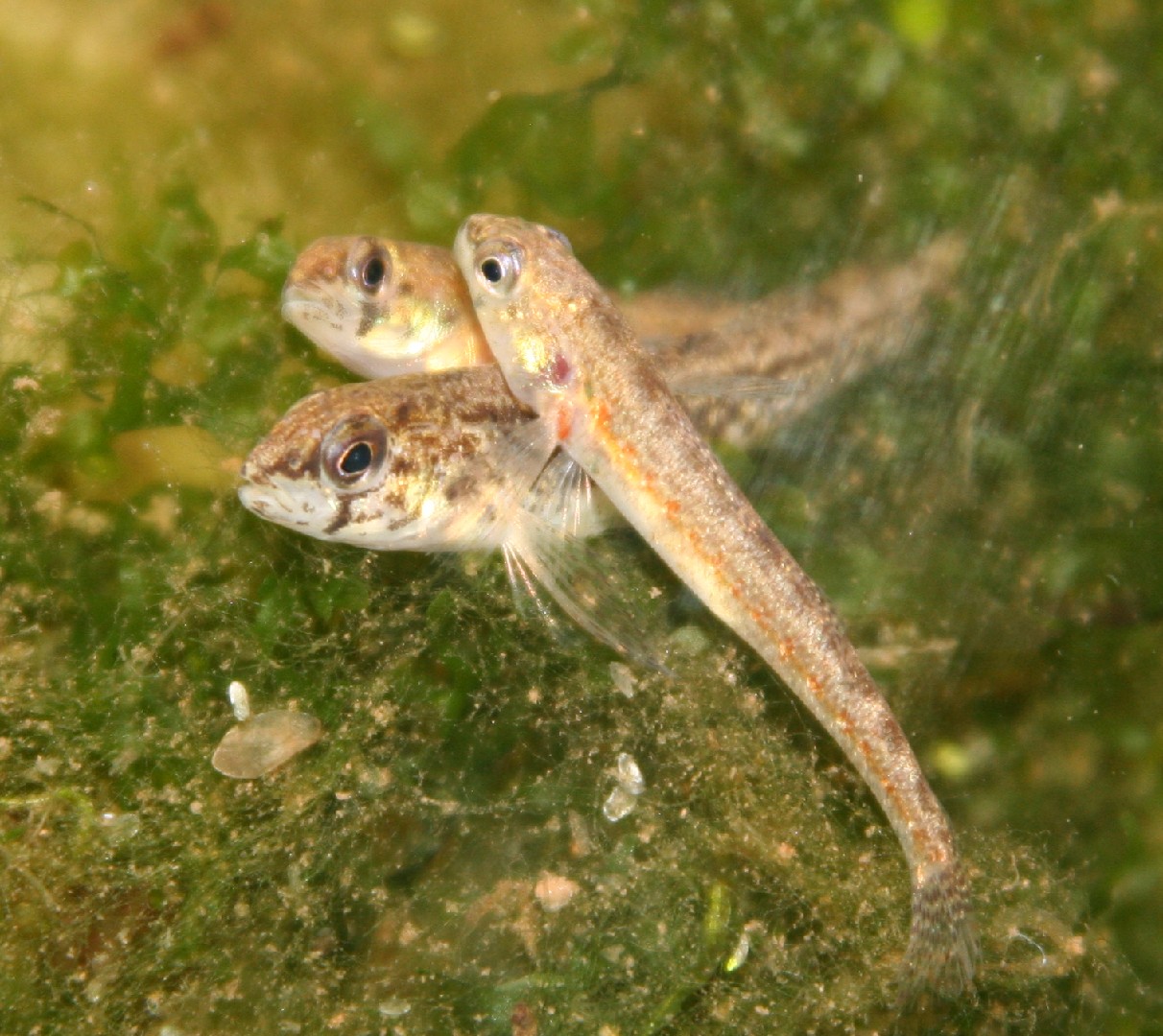 Etheostoma exile (Etheostoma exile) - Picture Fish