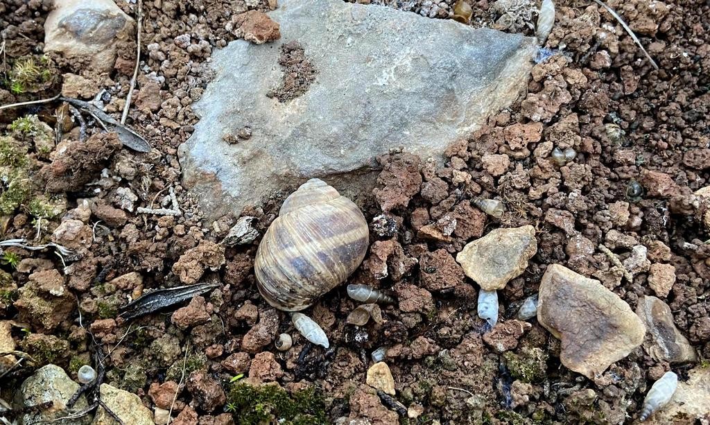 Helix (Helix) - Picture Fish