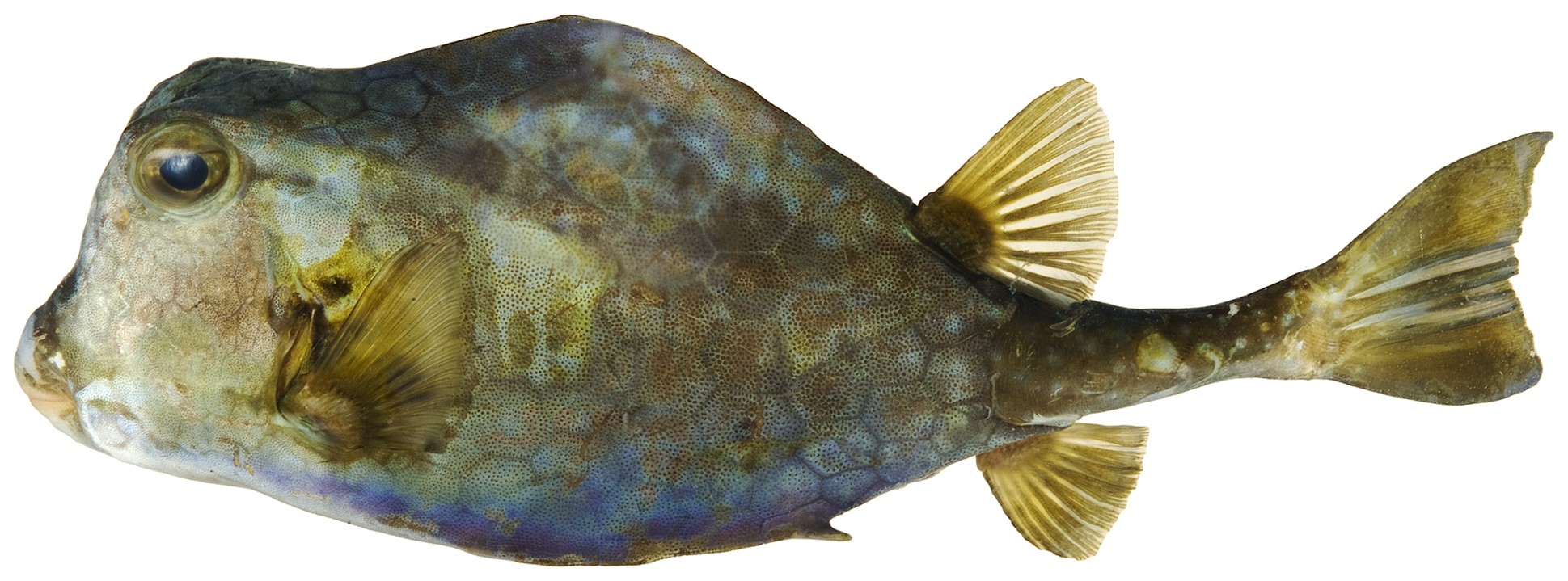 Lactophrys (Lactophrys) - Picture Fish