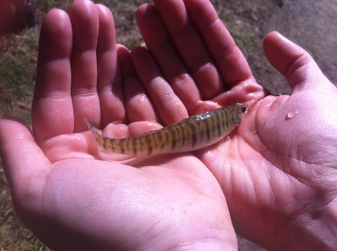 Percina (Percina) - Picture Fish