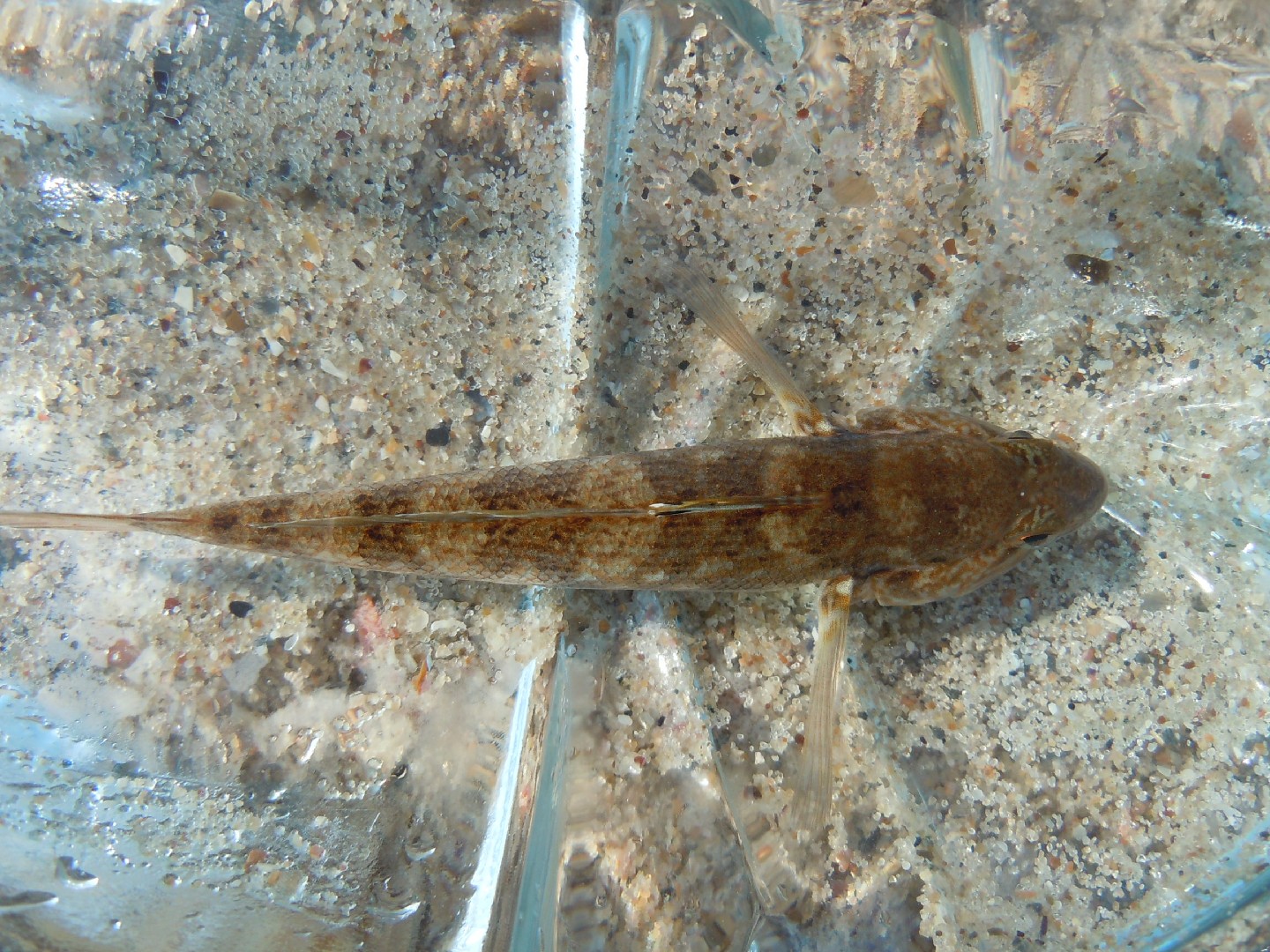 ラウンドゴビー (Neogobius melanostomus) - Picture Fish