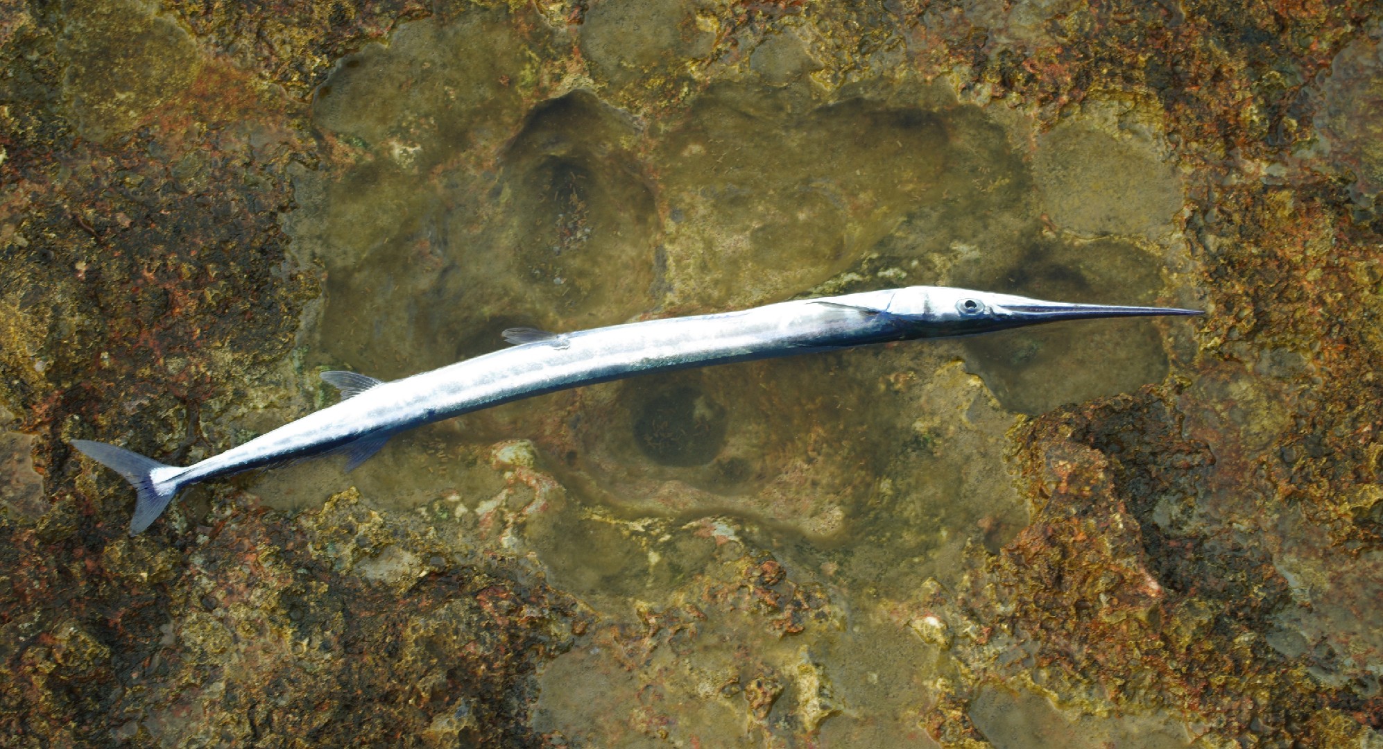 Belone (Belone) - Picture Fish