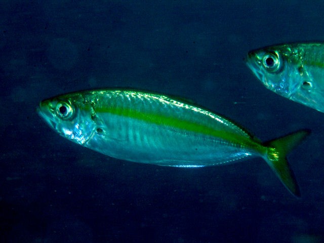 Selar (Selar) - Picture Fish