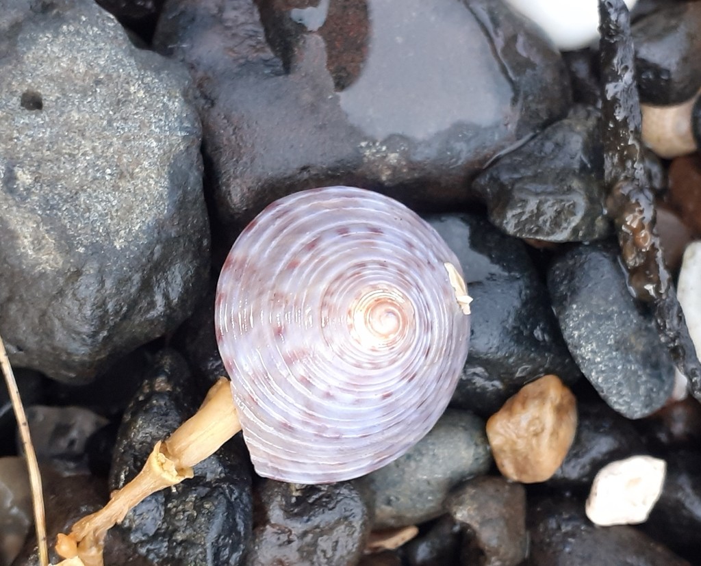 Calliostoma zizyphinum (Calliostoma zizyphinum) - Picture Fish