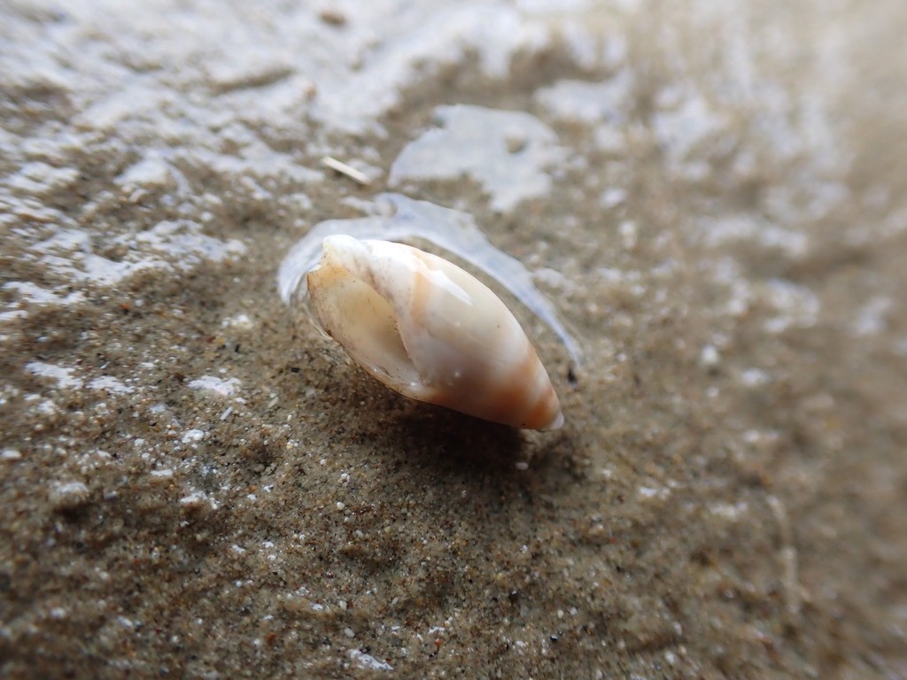 Amalda (Amalda) - Picture Fish
