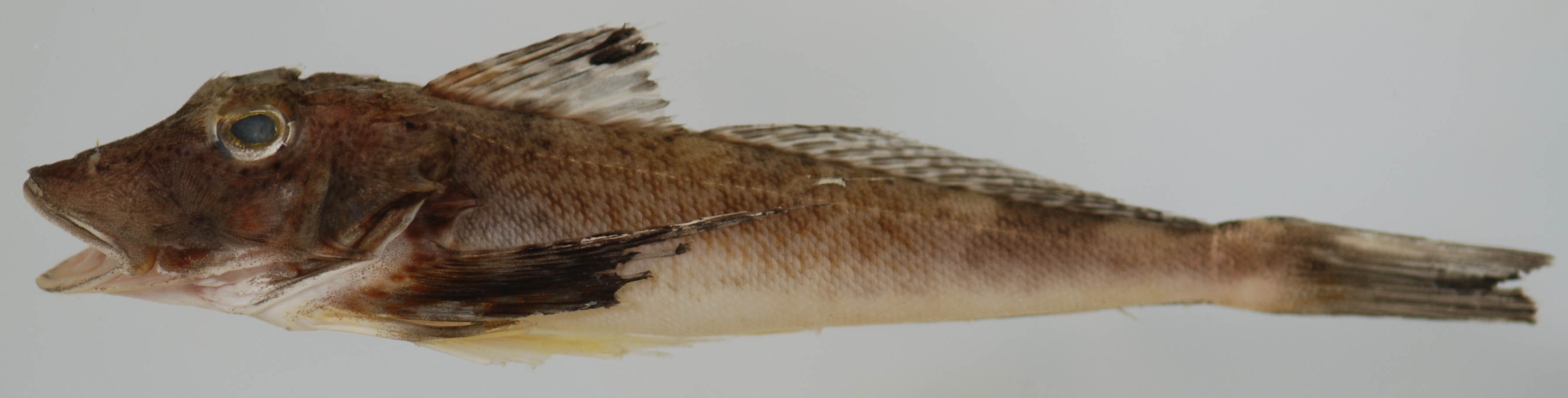 Prionotus (Prionotus) - Picture Fish