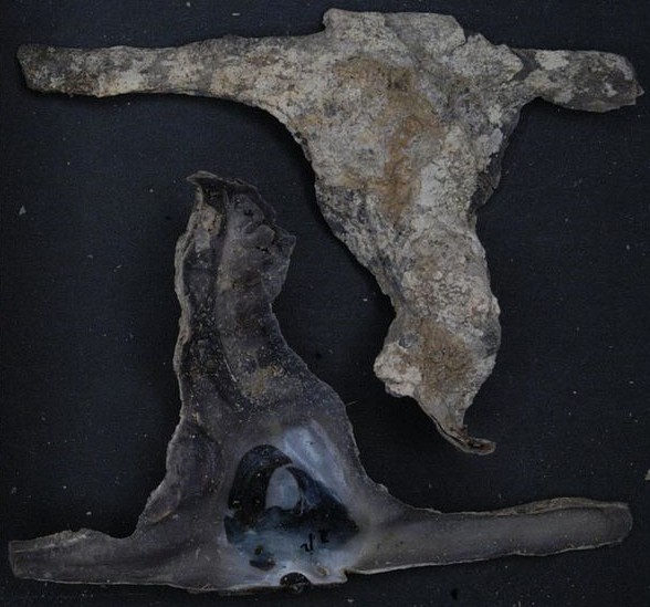 Malleus (Malleus) - Picture Fish