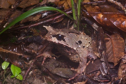 Asian horned frogs (Megophrys) - Picture Fish