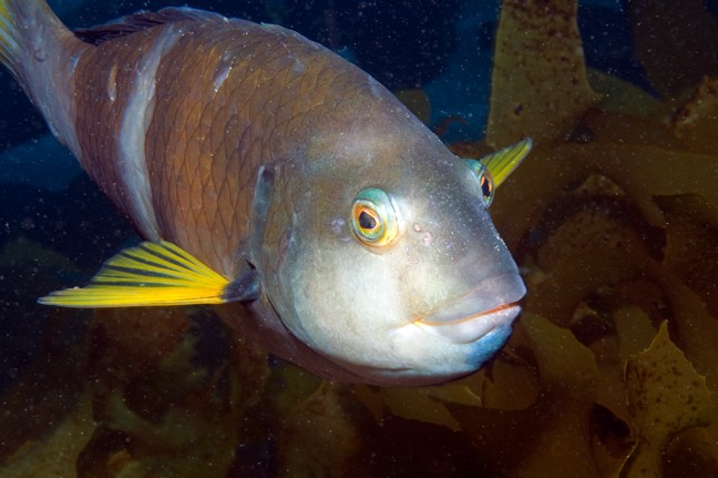 Notolabrus (Notolabrus) - Picture Fish