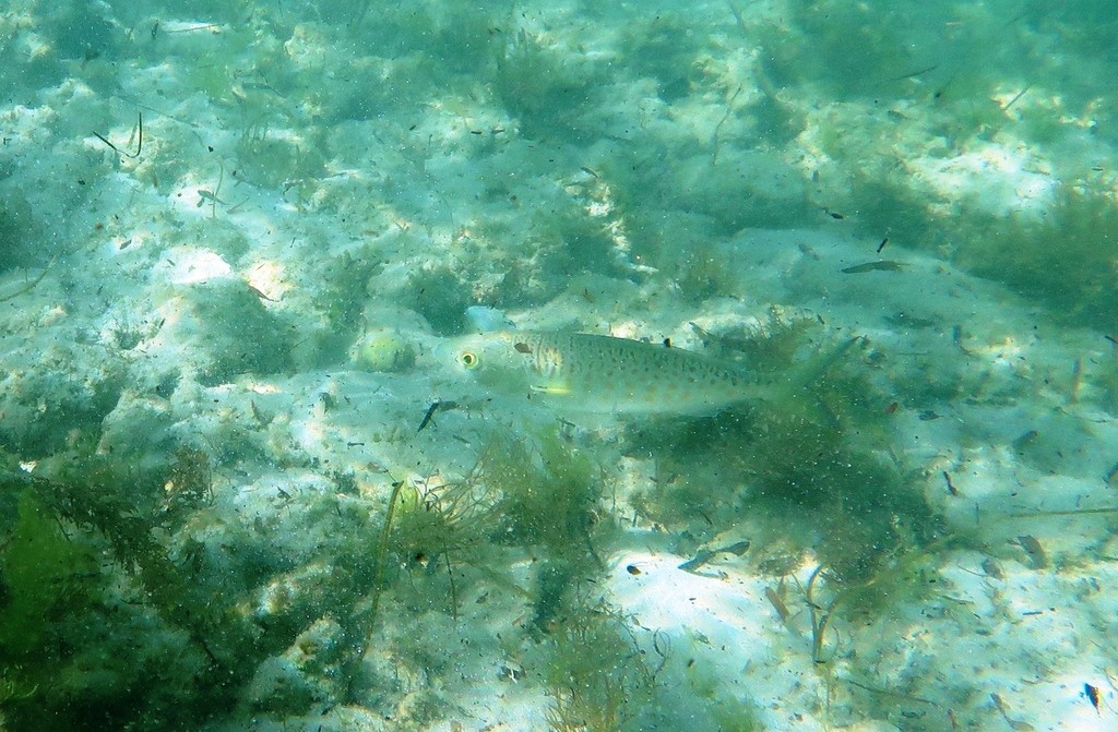 Arripis truttacea (Arripis truttacea) - Picture Fish