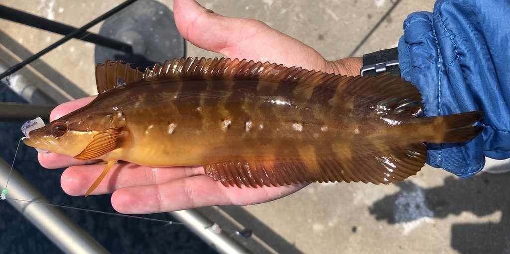 Heterostichus (Heterostichus) - Picture Fish