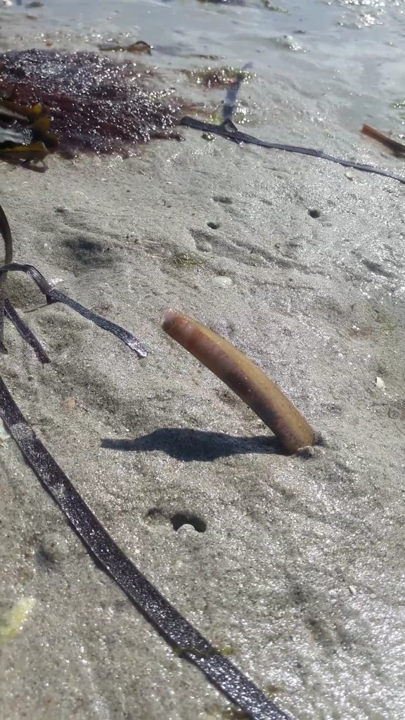 Ensis (Ensis) - Picture Fish