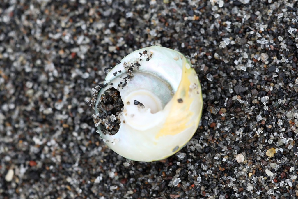 Phorcus (Phorcus) - Picture Fish