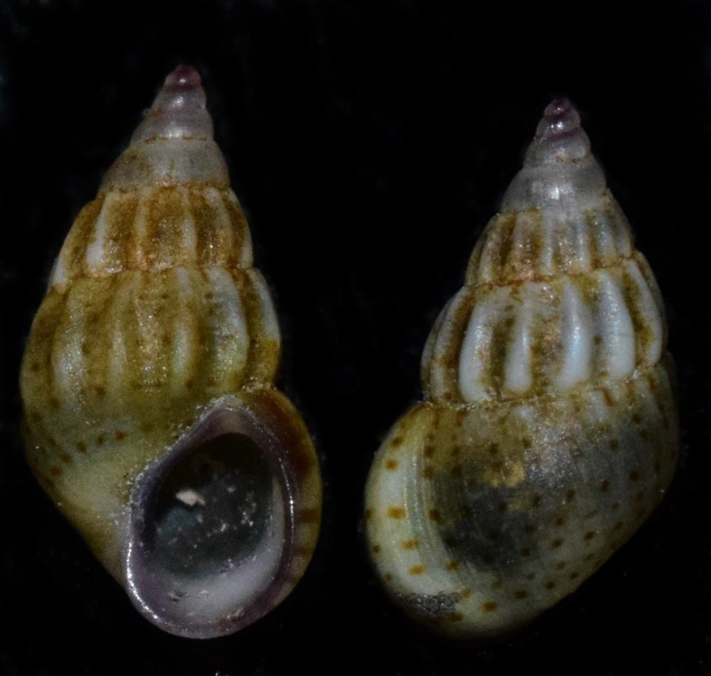 Rissoa (Rissoa) - Picture Fish