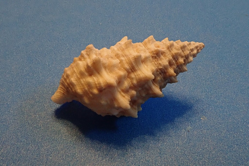 Cerithium (Cerithium) - Picture Fish