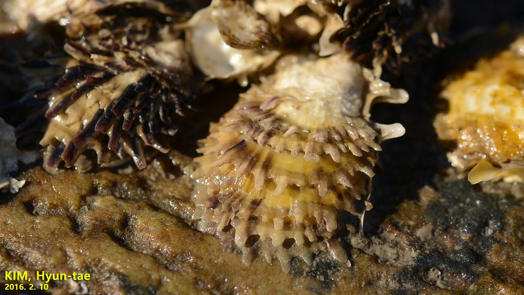 Saccostrea (Saccostrea) - Picture Fish