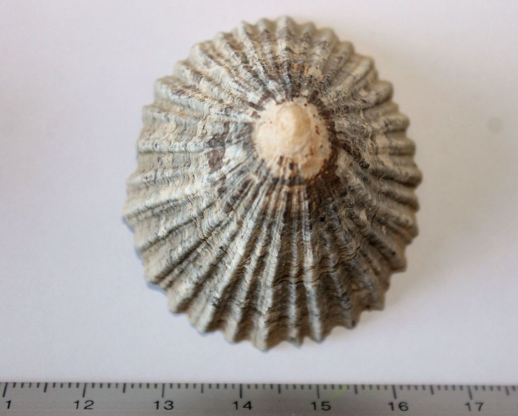 Patella (Patella) - Picture Fish