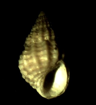 Alvania (Alvania) - Picture Fish