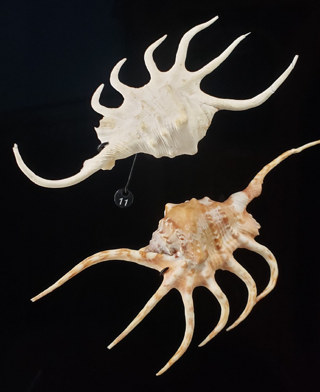 Caracoles araña (Lambis) - Picture Fish