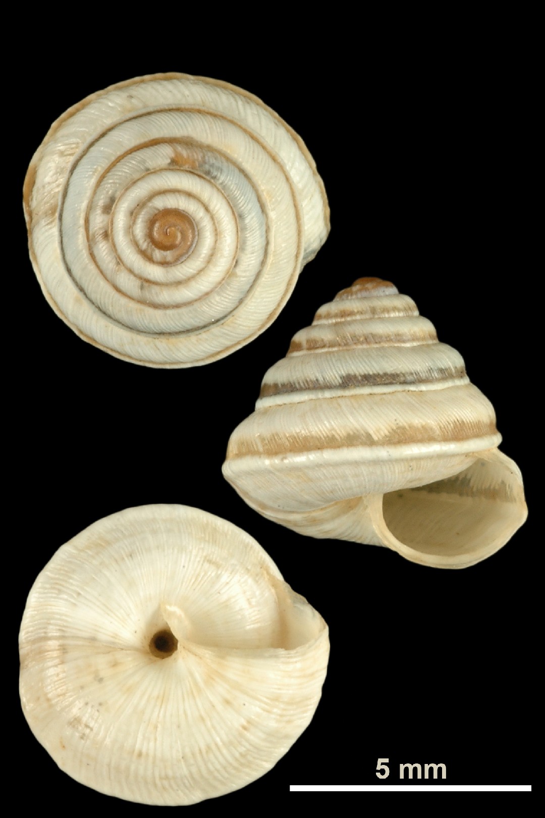 Trochoidea (Trochoidea) - Picture Fish