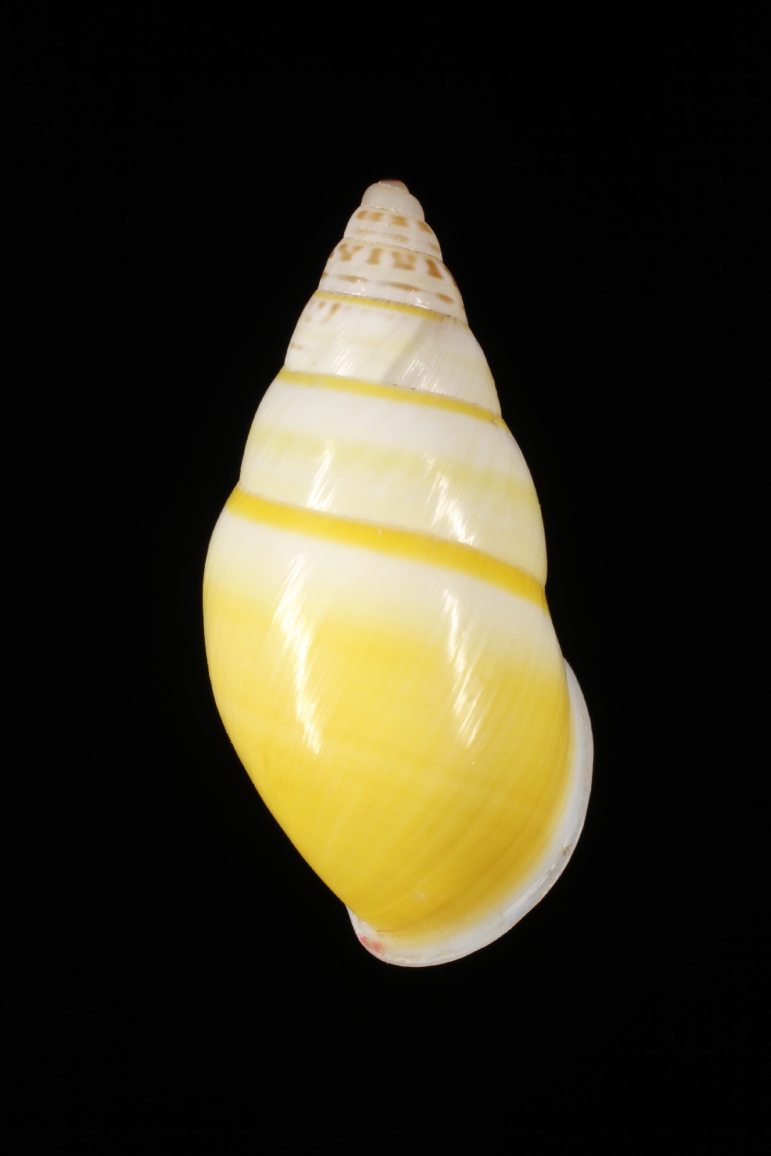 Amphidromus (Amphidromus) - Picture Fish