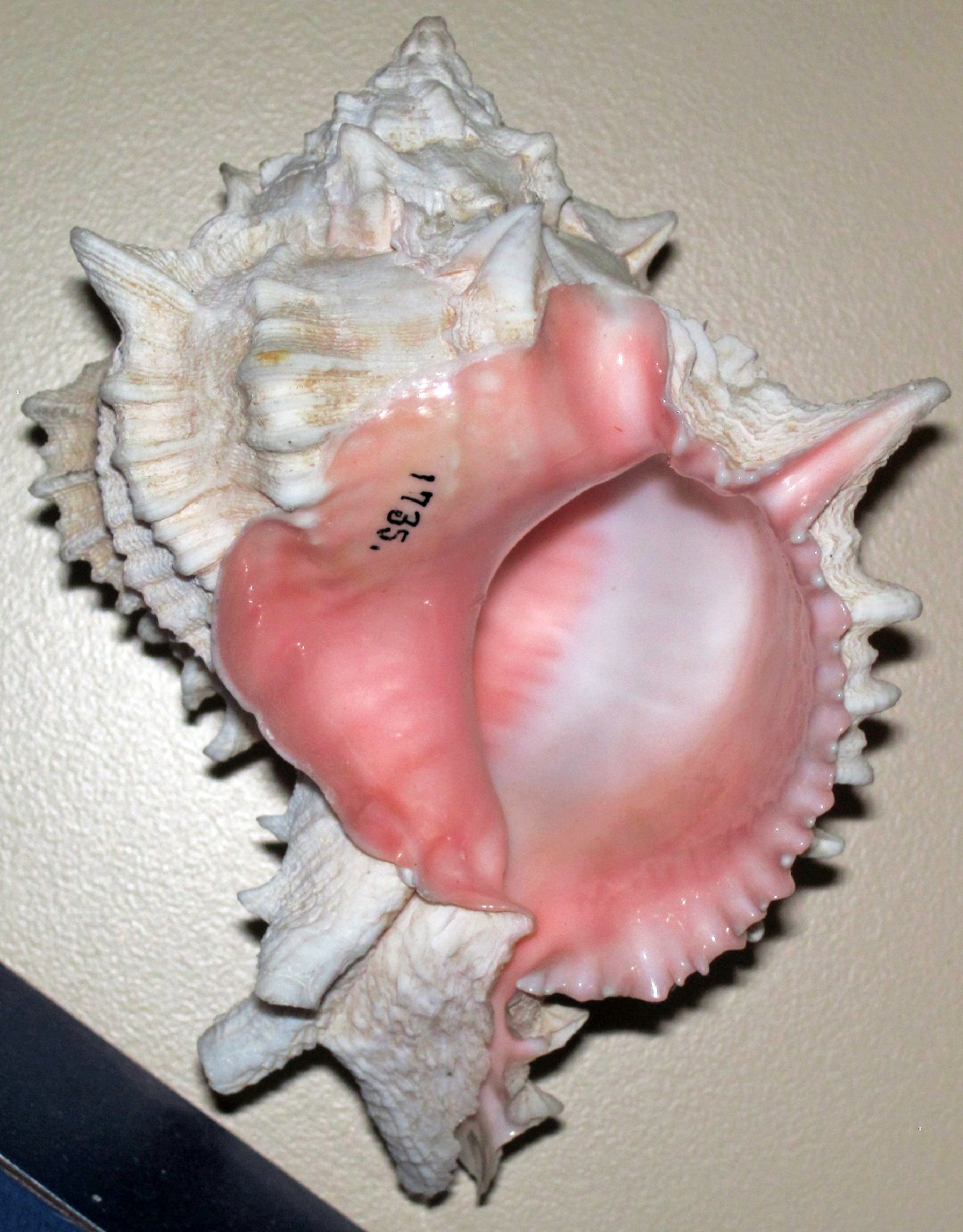 Hexaplex (Hexaplex) - Picture Fish