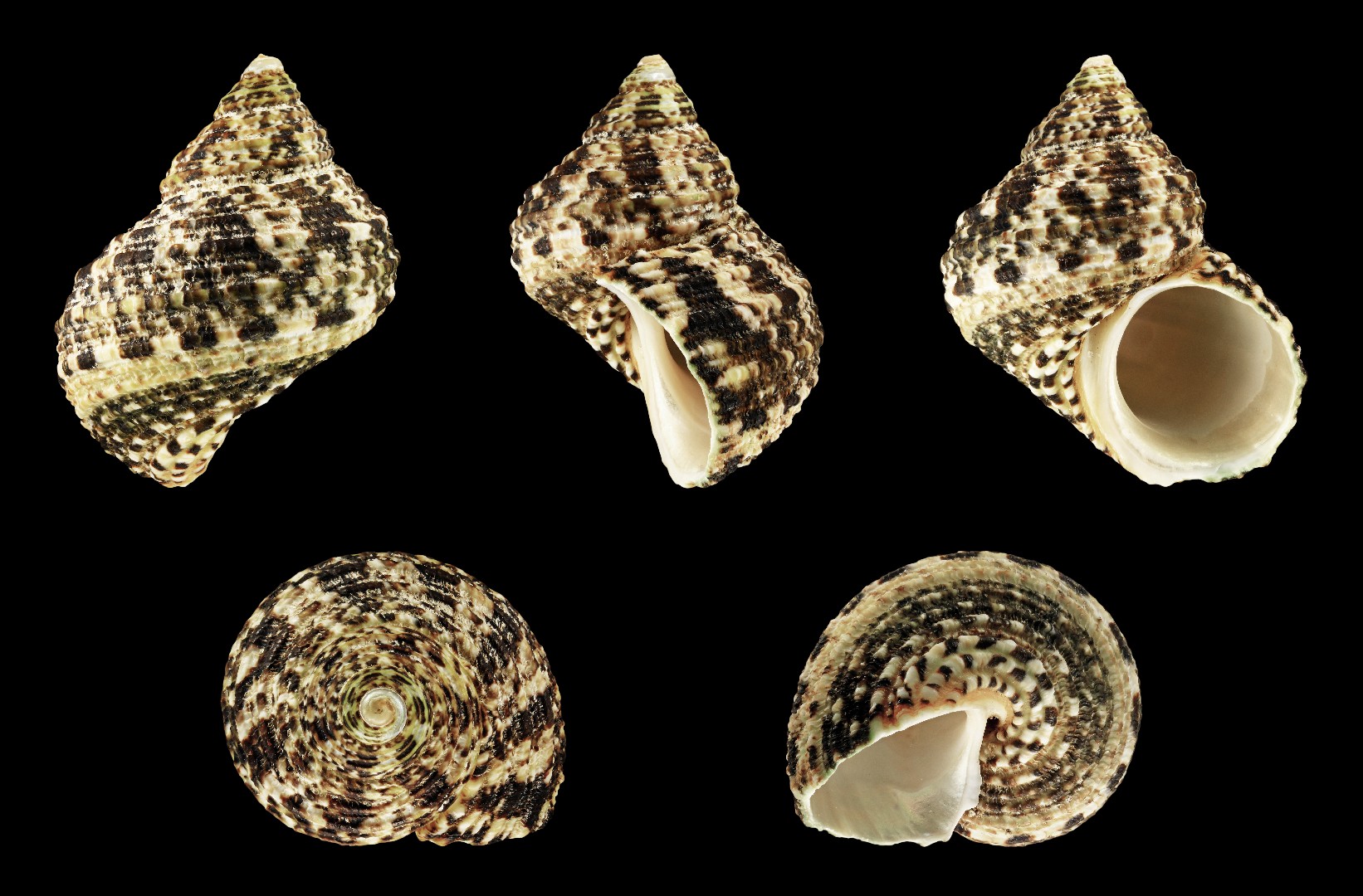 Turbo (Turbo) - Picture Fish