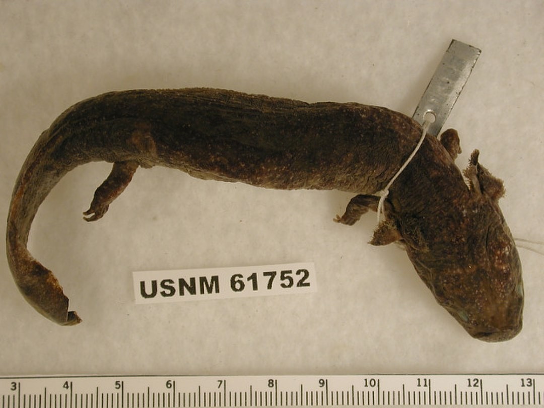 Necturus (Necturus) - Picture Fish