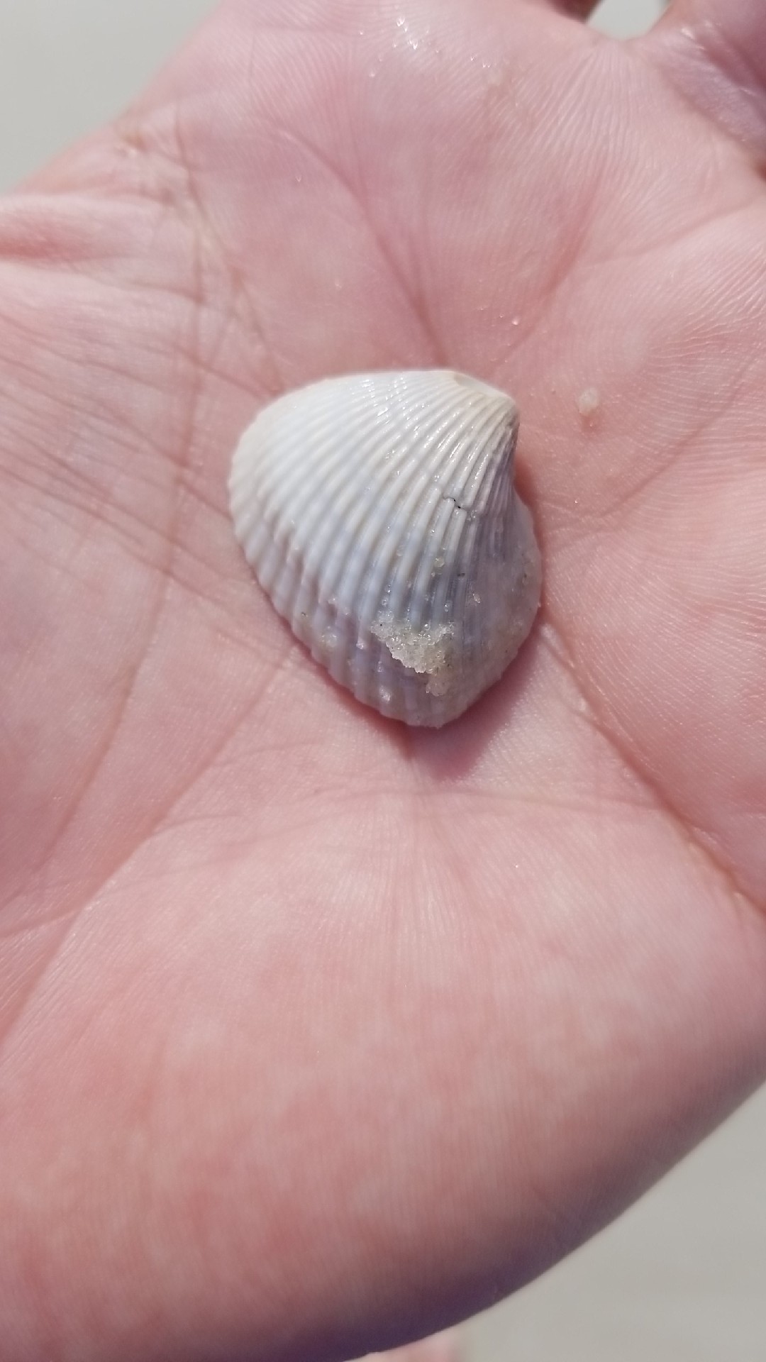 Mâchoiron chat (Ariopsis felis) - Picture Fish